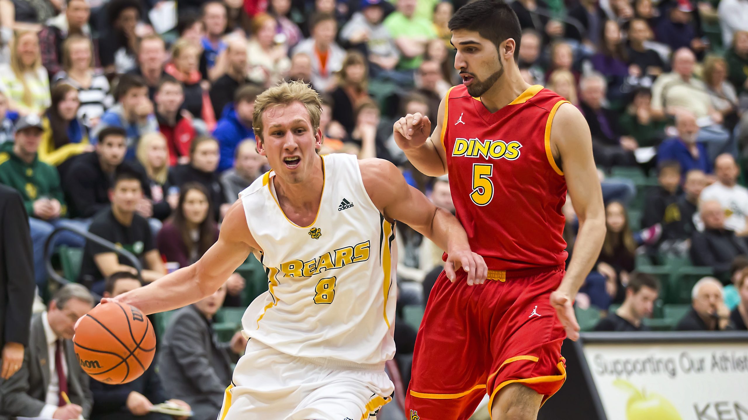CIS hoops rankings: Bears looking golden