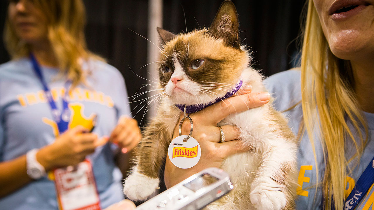 Grumpy Cat out-earns 26 NHL franchises