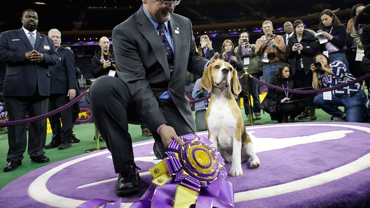 Canadian-born beagle best in show at Westminster