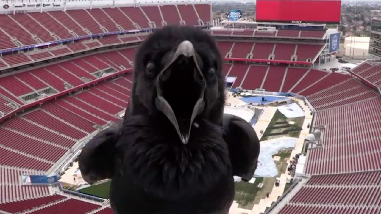 Terrifying crow videobombs Stadium Series camera