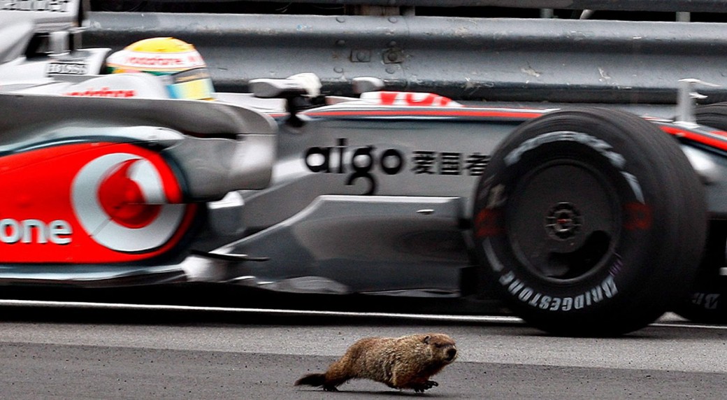 Groundhog wanders onto track at Canadian GP - Sportsnet.ca