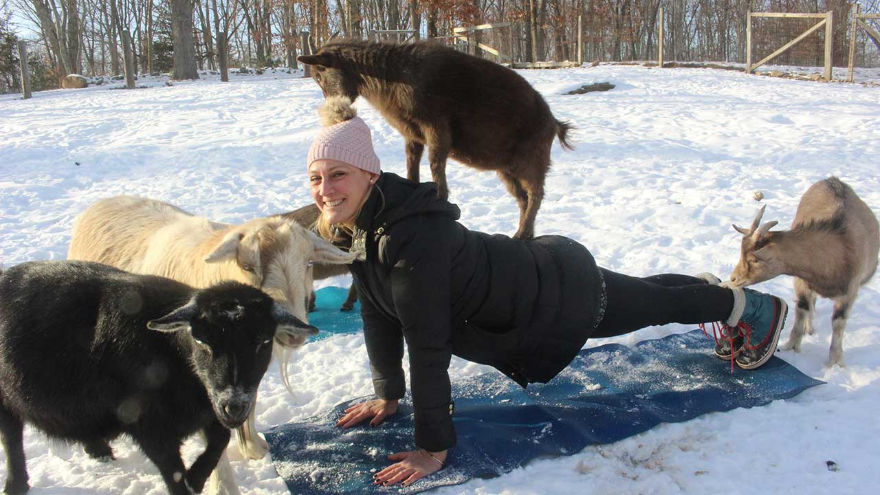 Farm team: Minor league Yard Goats offering yoga with goats