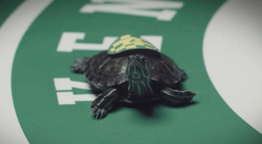 Turtles to replace Horses in Kentucky Derby on Saturday - Sportsnet.ca