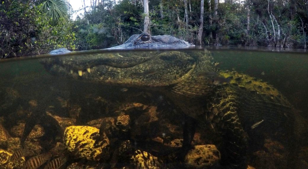 Florida's 2023 NHL All-Star Weekend could feature alligators