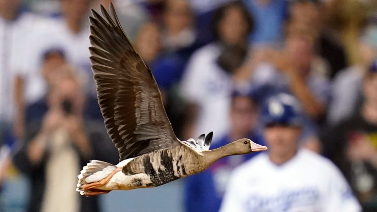 Duck, duck, goose: Bird disrupts Game 2 between Padres and Dodgers ...
