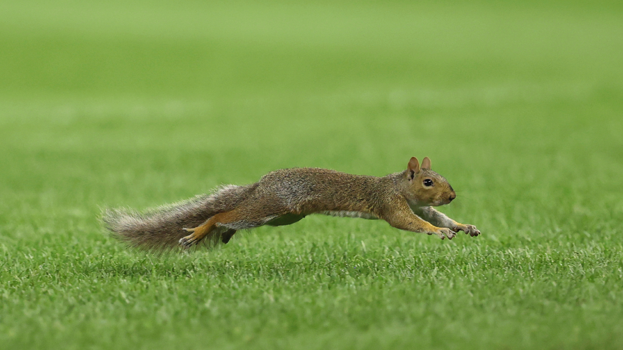 Squirrel runs onto Yankee Stadium field during Red Sox-Yankees game ...